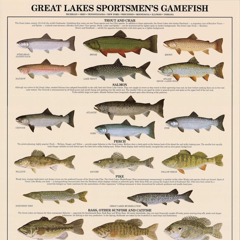 Lake Fish - Etsy