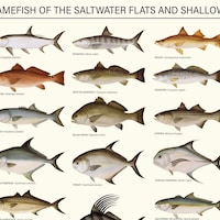 24x36 Coast of Florida Common Inshore & Nearshore Fishes Poster ...