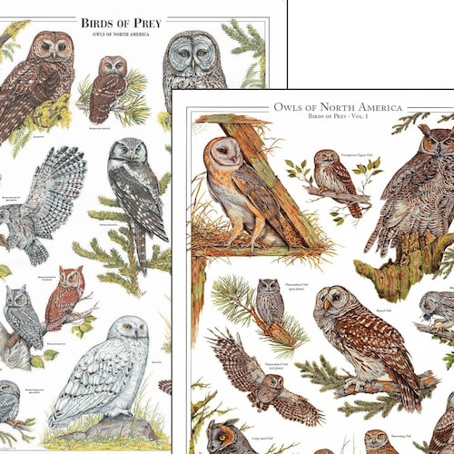 Owls of North America Poster Print - Etsy