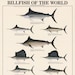 Billfish Educational Poster and Identification Chart - Etsy