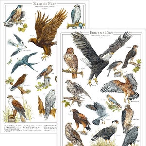 Birds of Prey Poster: Eagles, Hawks Identification Chart Set (12x18) - Etsy