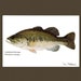 Fish Print | Largemouth Bass - Matted and Unframed Fishing Wall Art ...