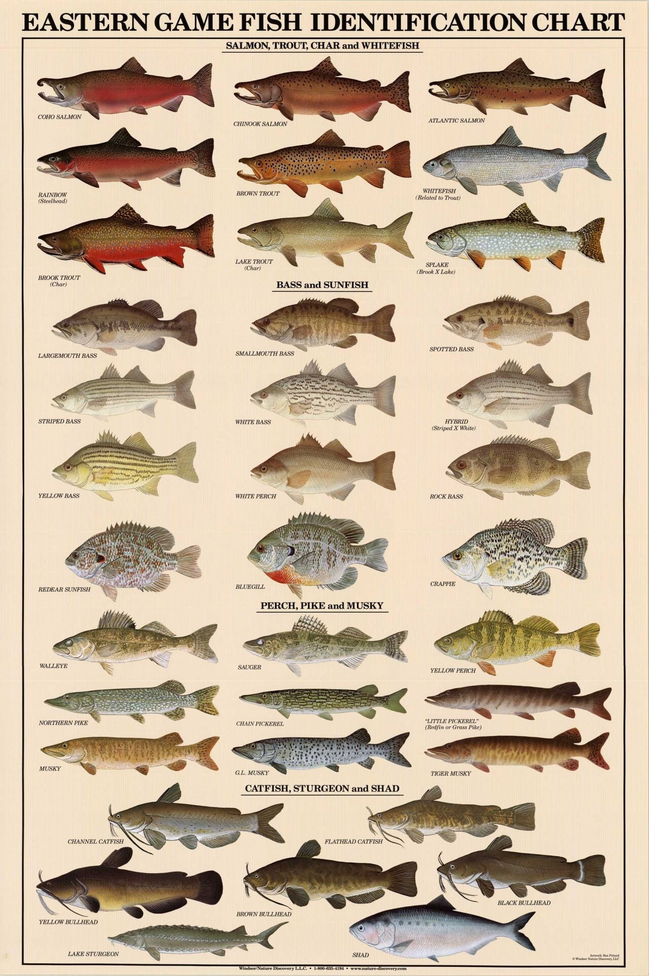 Fish Poster