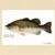 Great Lakes Fish Identification Poster, Fishermen Guide and Educational ...