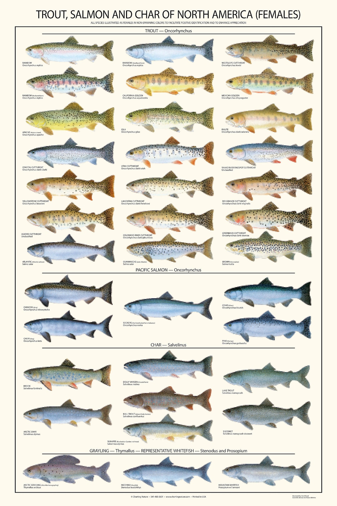 Trout Salmon Female Fish Poster and Identification Chart - Etsy