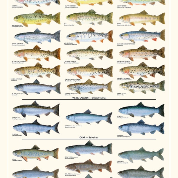 Salmon Identification Poster - Etsy