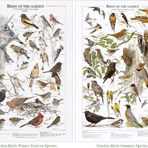 Backyard Bird Identification Posters | Both Summer and Winter Garden ...