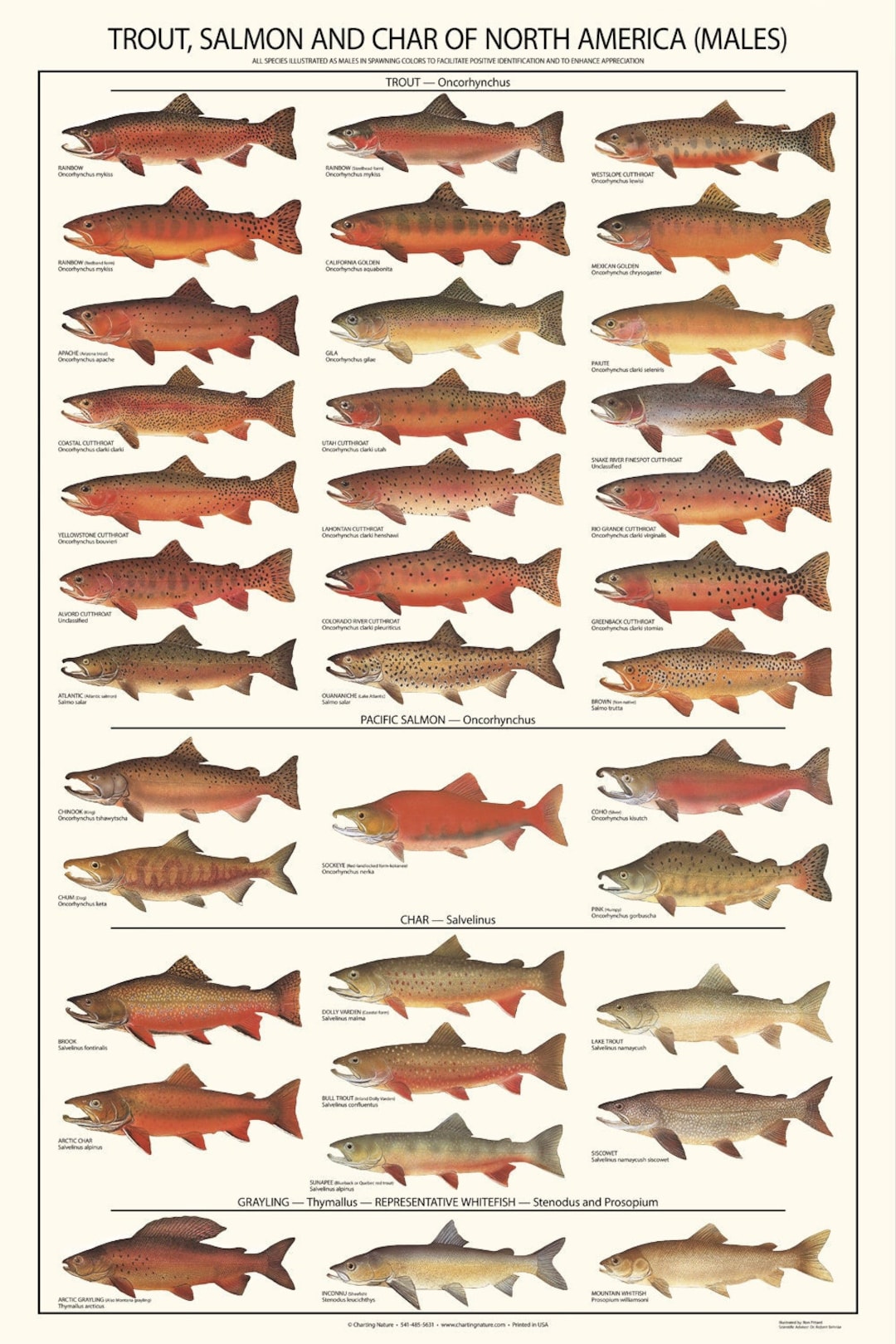 Trout Salmon Male Poster and Identification Species Chart | Gamefish ...