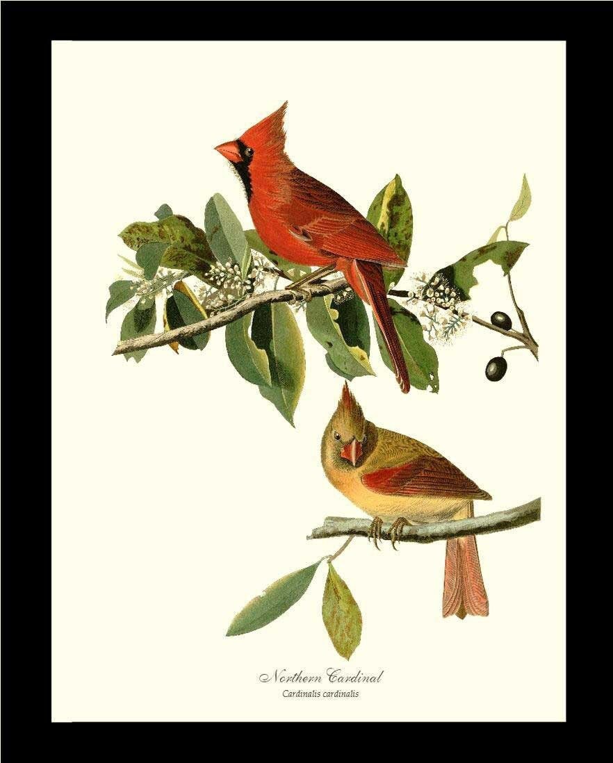 Vintage Cardinal Illustration