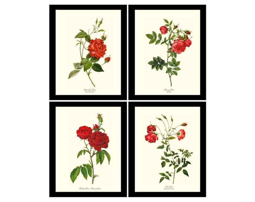 Red Rose Prints. Matched Set of 4 | Vintage Rose Art Print - Etsy