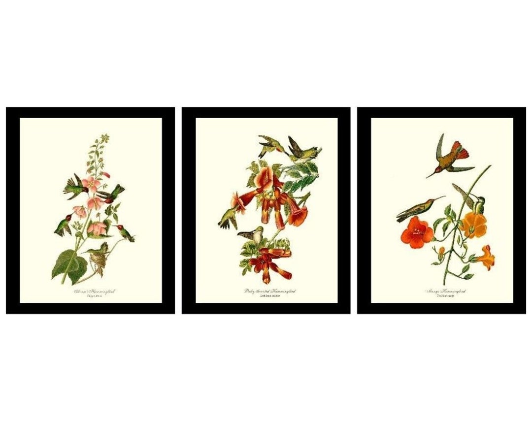 Audubon Hummingbird Prints | Matching Set of 3 Vintage Bird Prints - Etsy