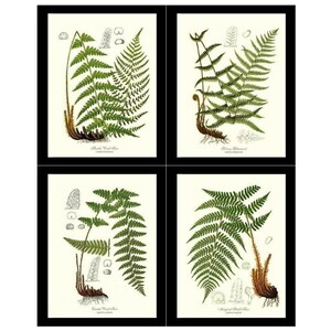 Fern Print - Etsy UK
