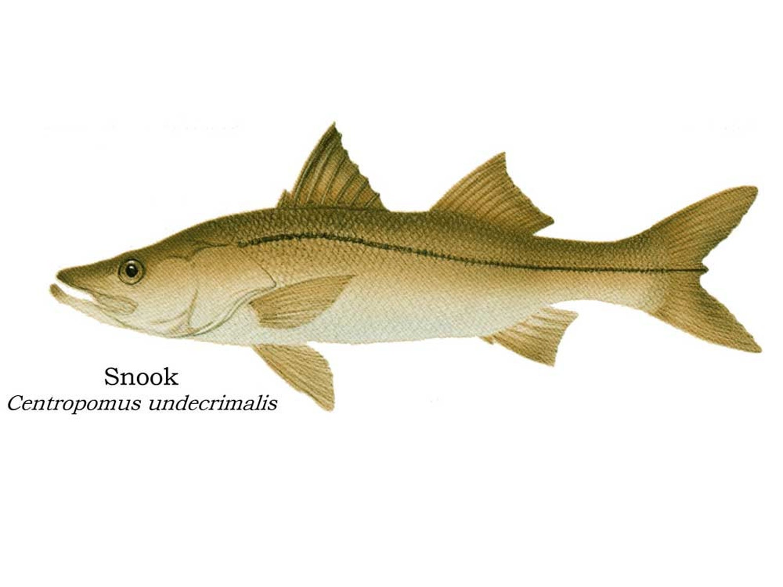 Grand Slam Fishing Notecards Tarpon Bonefish Snook and - Etsy