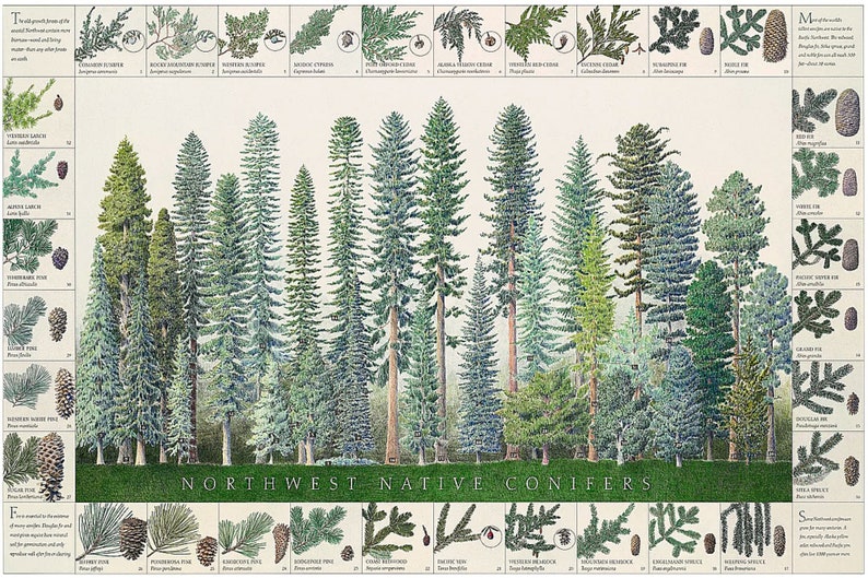 Northwest Conifers Tree Poster Identification Chart - Etsy