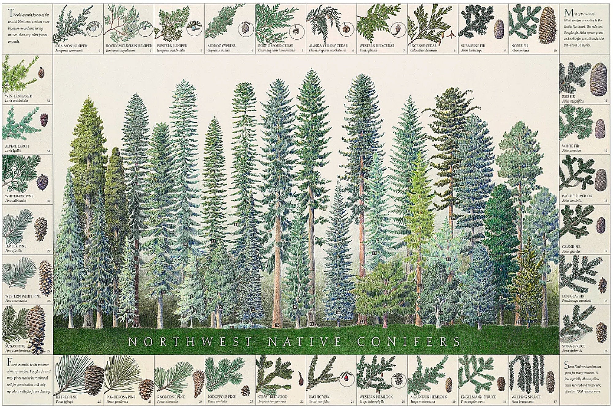 Conifer Tree Types