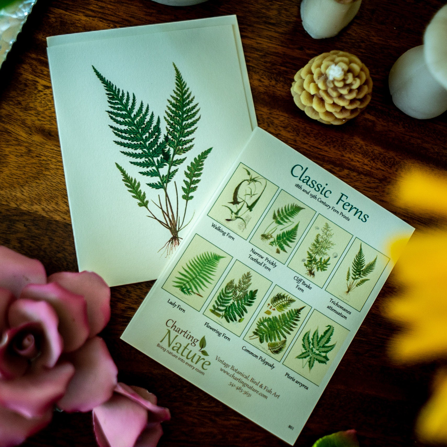 19th Century Antique Fern Illustrations Note Card Set - Etsy