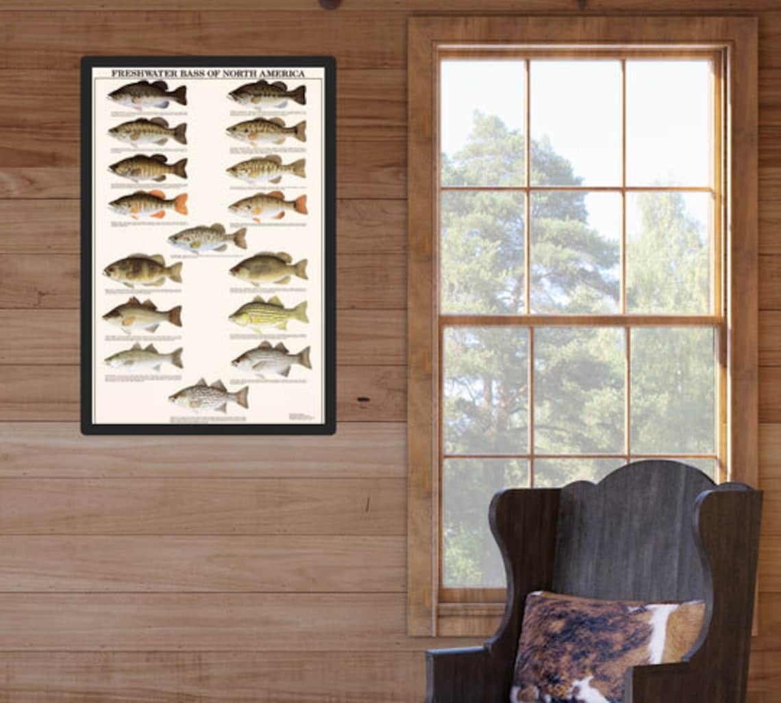Freshwater Bass Identification Poster: Angler's Species Guide - Etsy