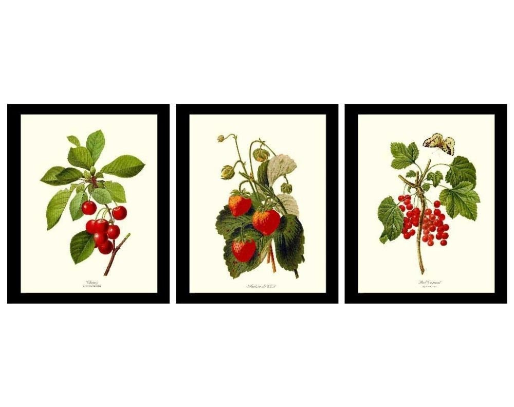 Matching Set of 3 Vintage Fruit Prints Red Berry Prints - Etsy.de