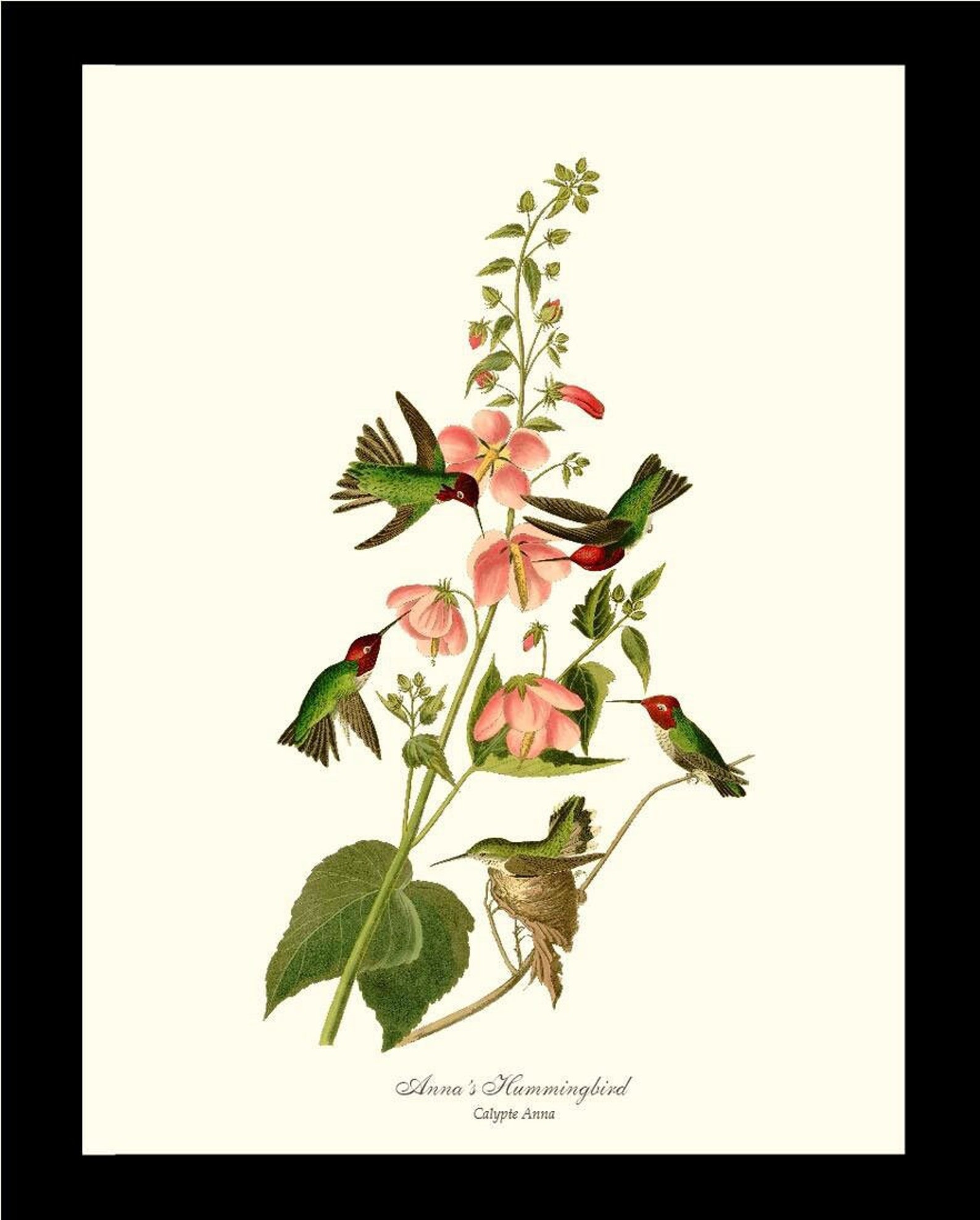 Anna’s Hummingbird Audubon Print – Vintage Bird Wall Art Illustration ...