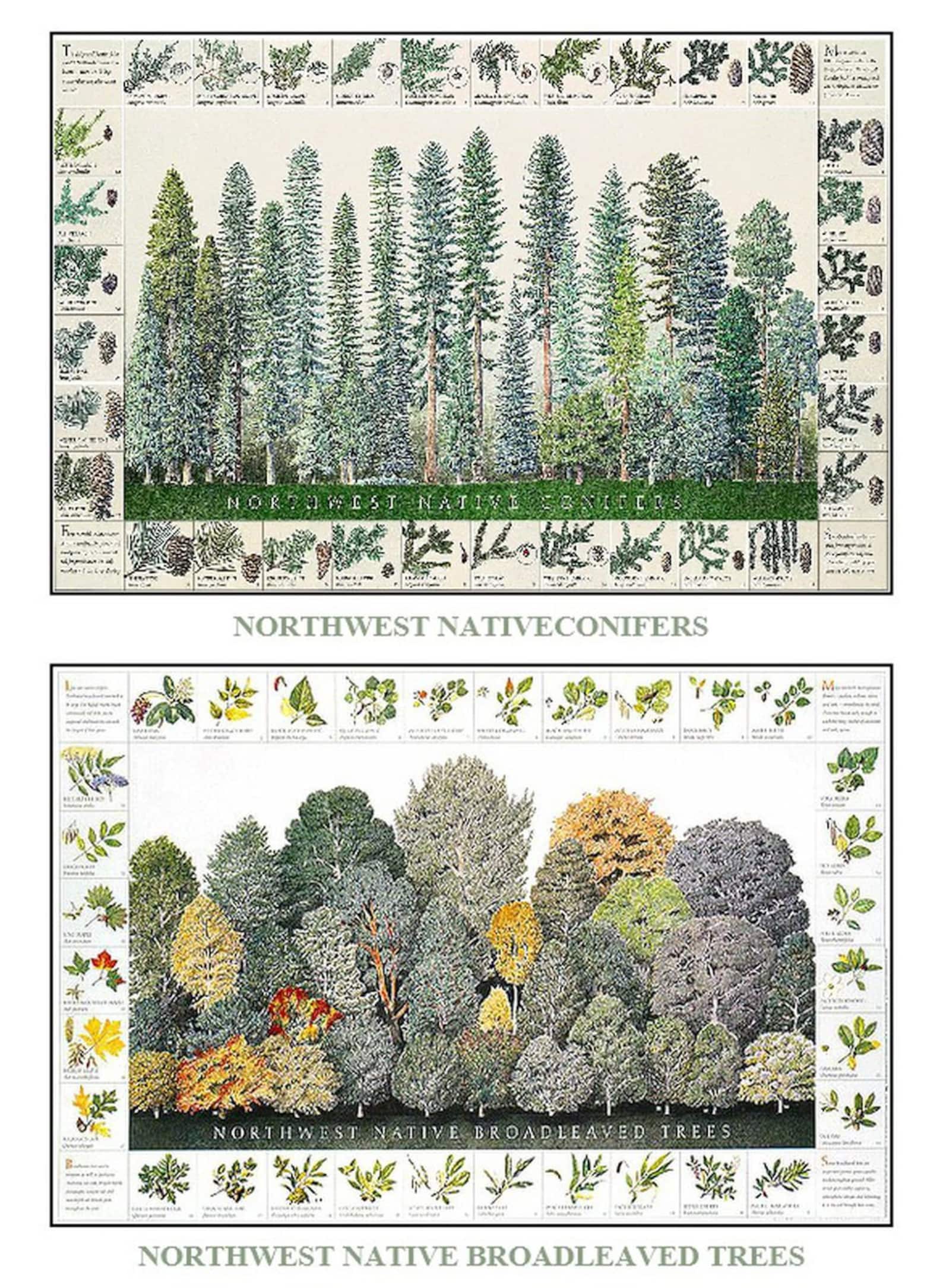 Conifers & Broadleaved Northwest Tree Poster Identification Chart Set ...