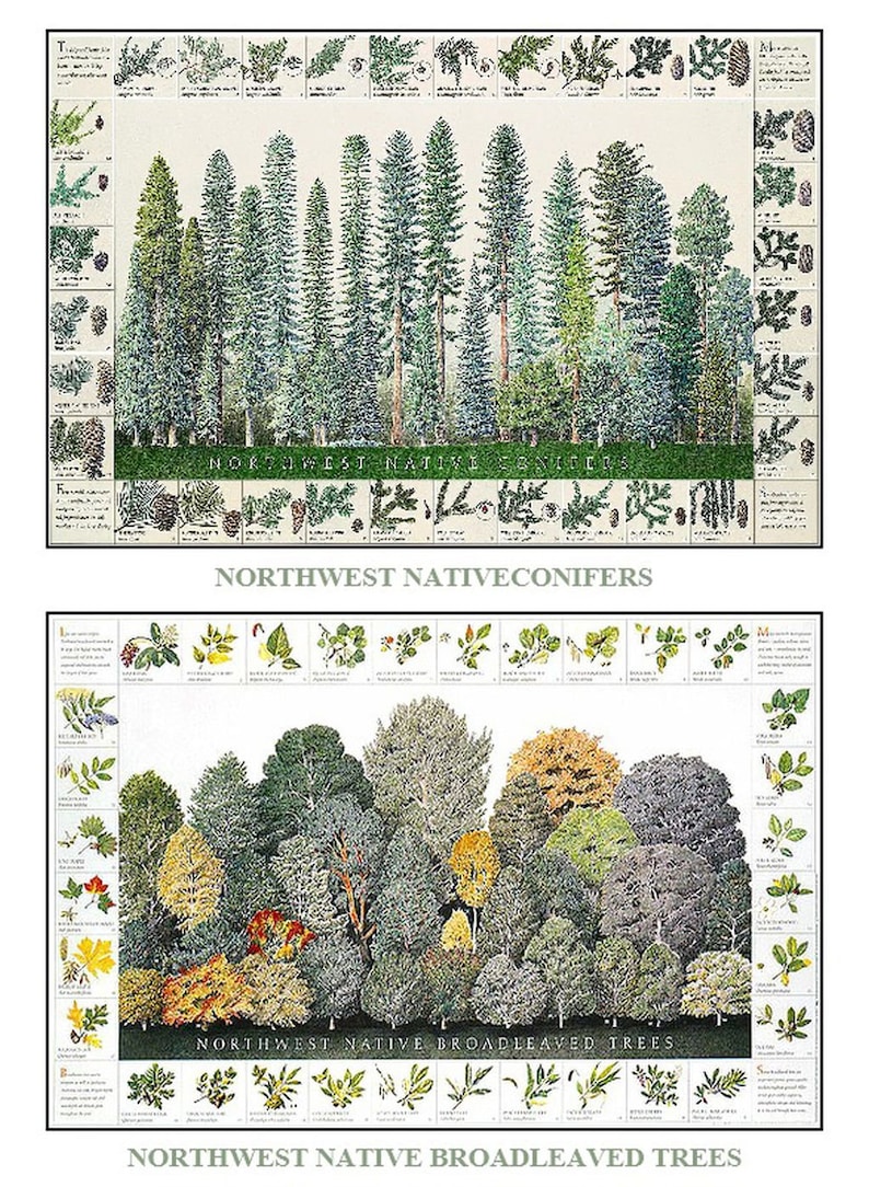 Northwest Conifers Tree Poster Identification Chart - Etsy