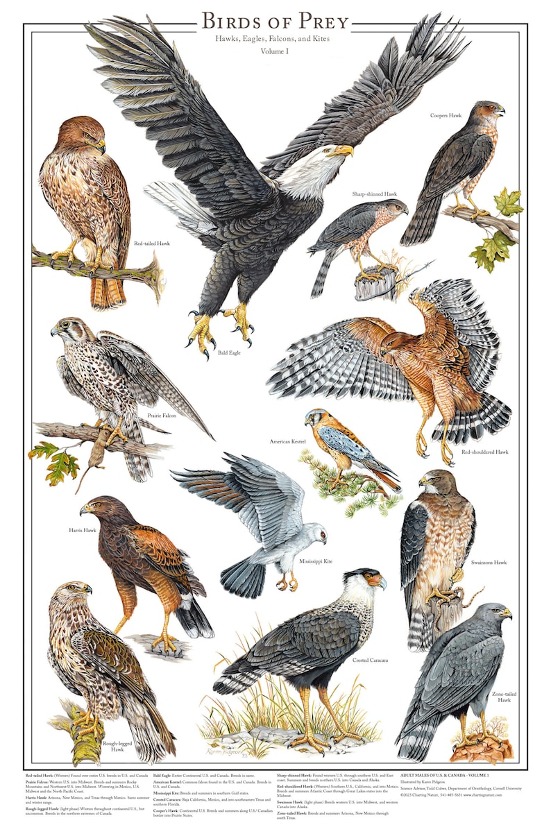 Birds of Prey Poster: Eagles, Hawks Identification Chart Set (12x18) - Etsy