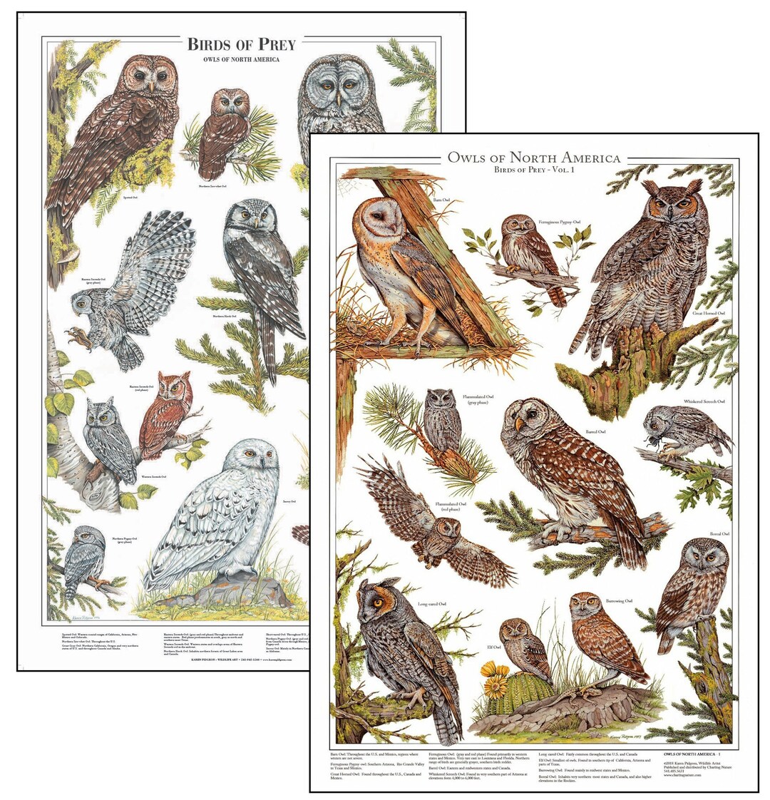Owls of North America Poster and Identification Chart. Mini Set Combo ...