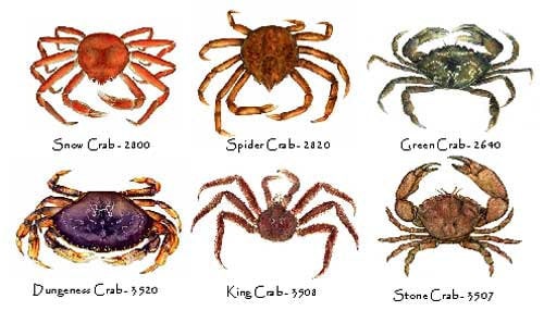 Crab Illustrations Note Card Set - Etsy