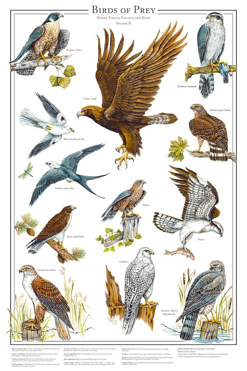 Birds of Prey Poster: Eagles, Hawks Identification Chart Set (12x18) - Etsy