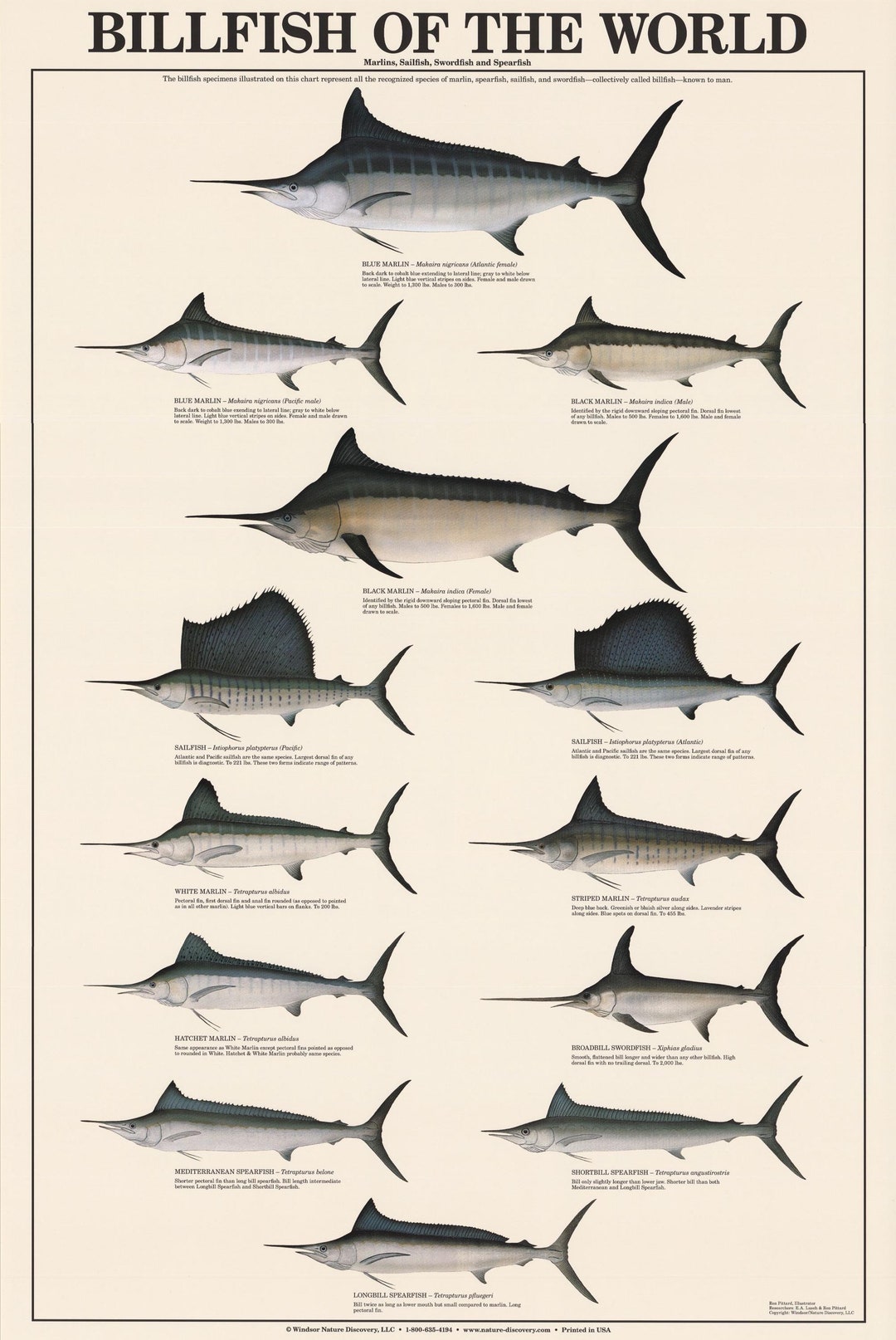 Billfish Educational Poster and Identification Chart - Etsy