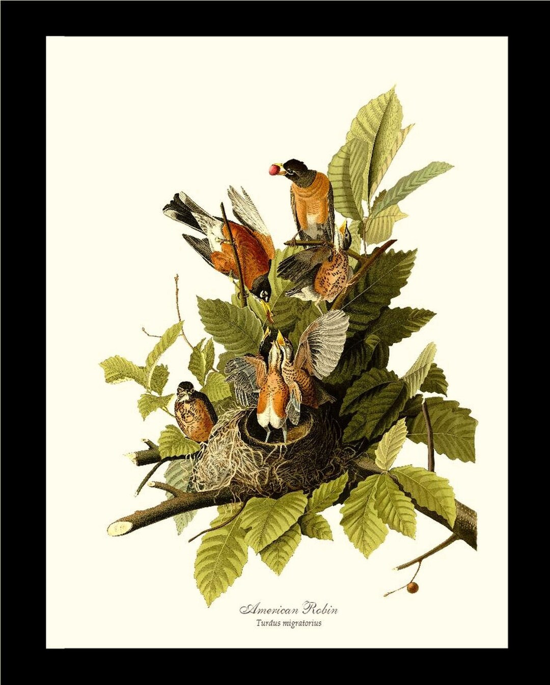 Bird Print | American Robin Audubon | Bird Wall Art Decor - Etsy