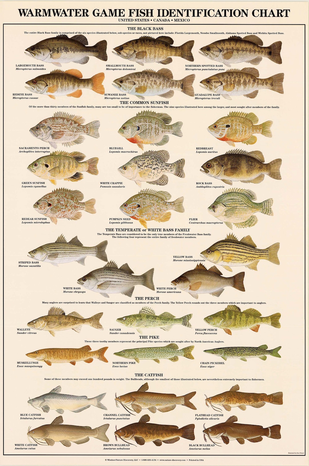 Freshwater Fish Species Identification