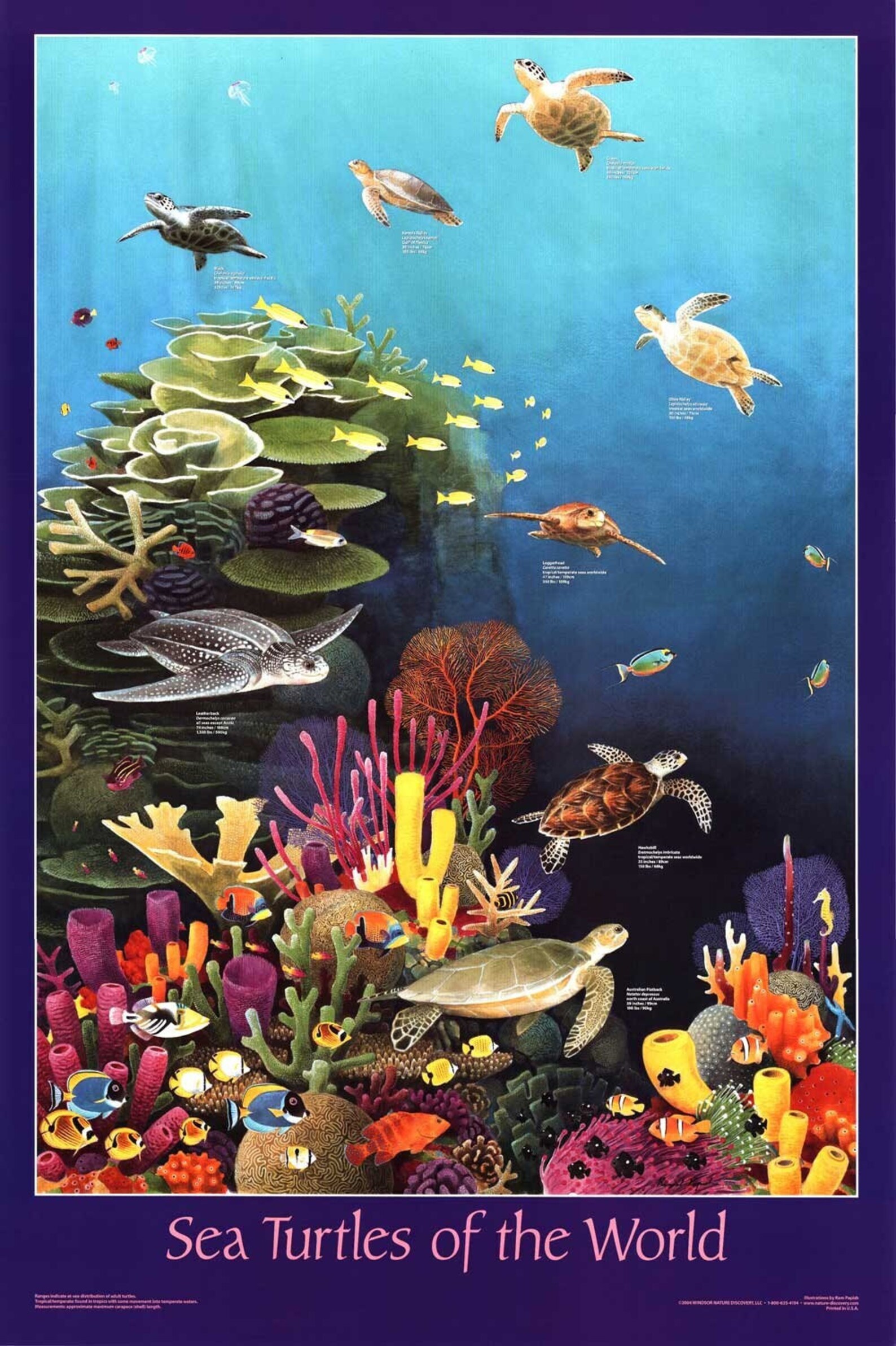 Sea Turtles Poster - Etsy