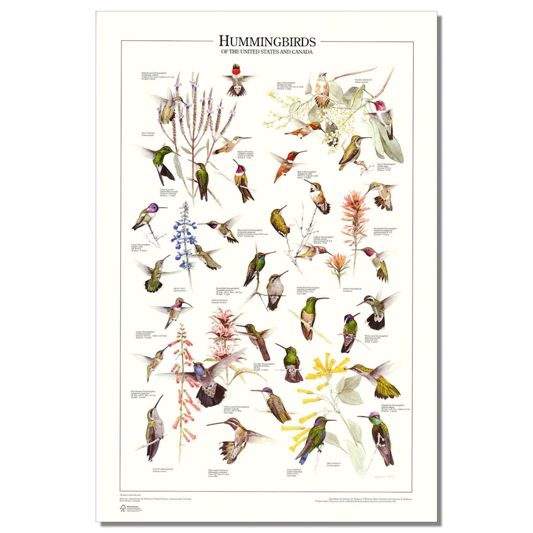 Hummingbird Poster and Identification Chart – Wall Art Print of US ...