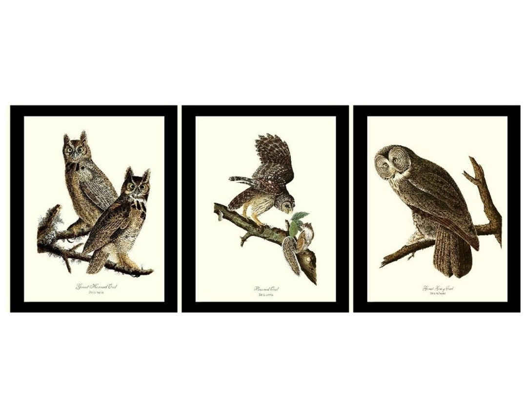 Audubon Owl Wall Art Print Set - Etsy