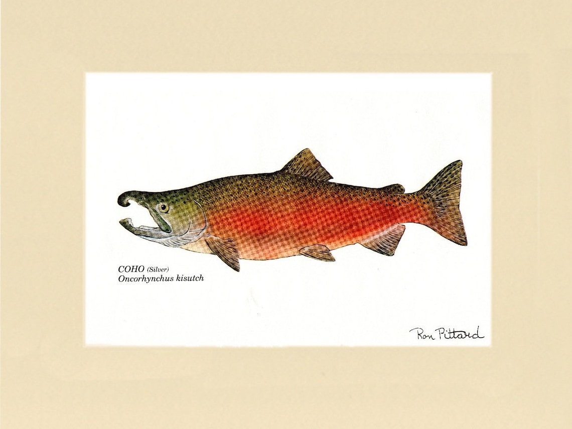 Salmon Fish Print Wall Art Set of 4 - Matted/unframed Fishing Wall ...