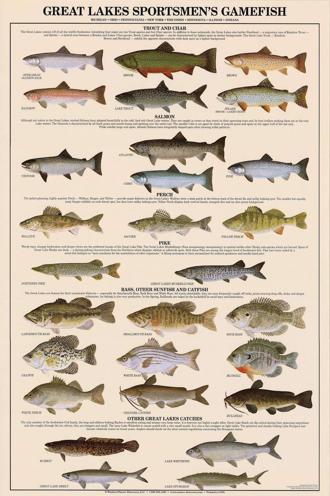 Lake fish store