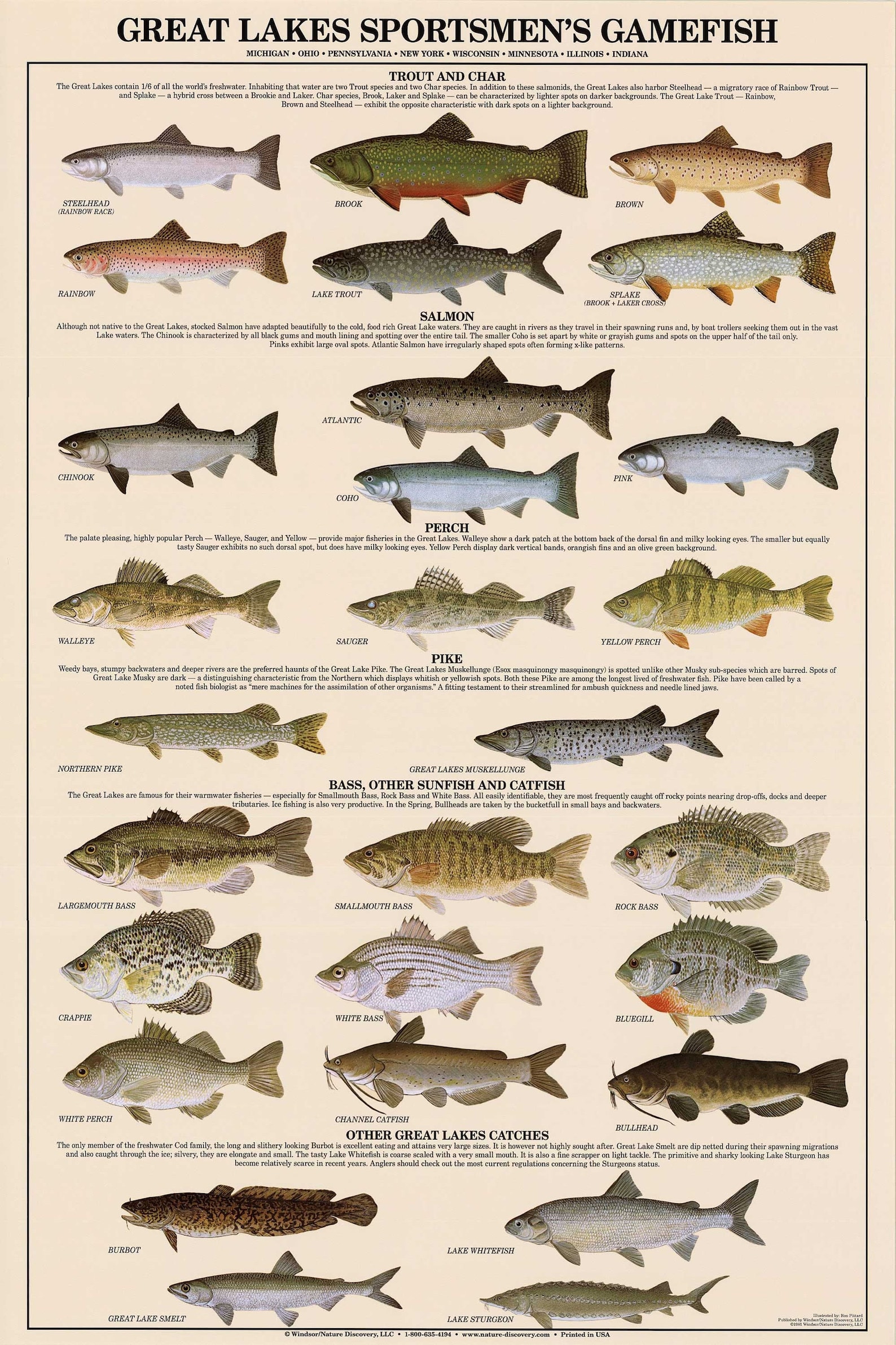 Great Lakes Fish Poster Identification Chart and Fishermen - Etsy Canada