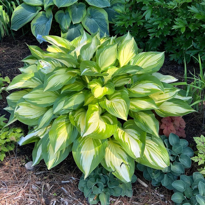 Premium Rare Hosta Seeds - Etsy