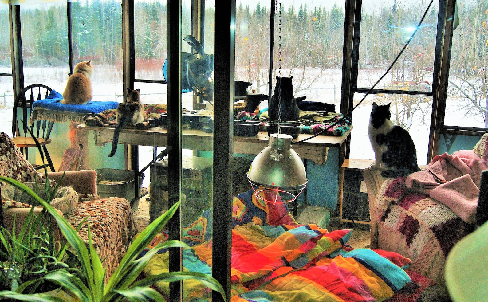 FRAIDY-CAT. Cat Pack Rescue Series. Original Watercolor. Free - Etsy