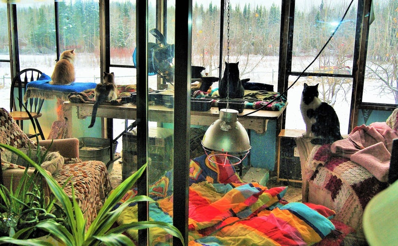 FRAIDY-CAT. Cat Pack Rescue Series. Original Watercolor. Free - Etsy