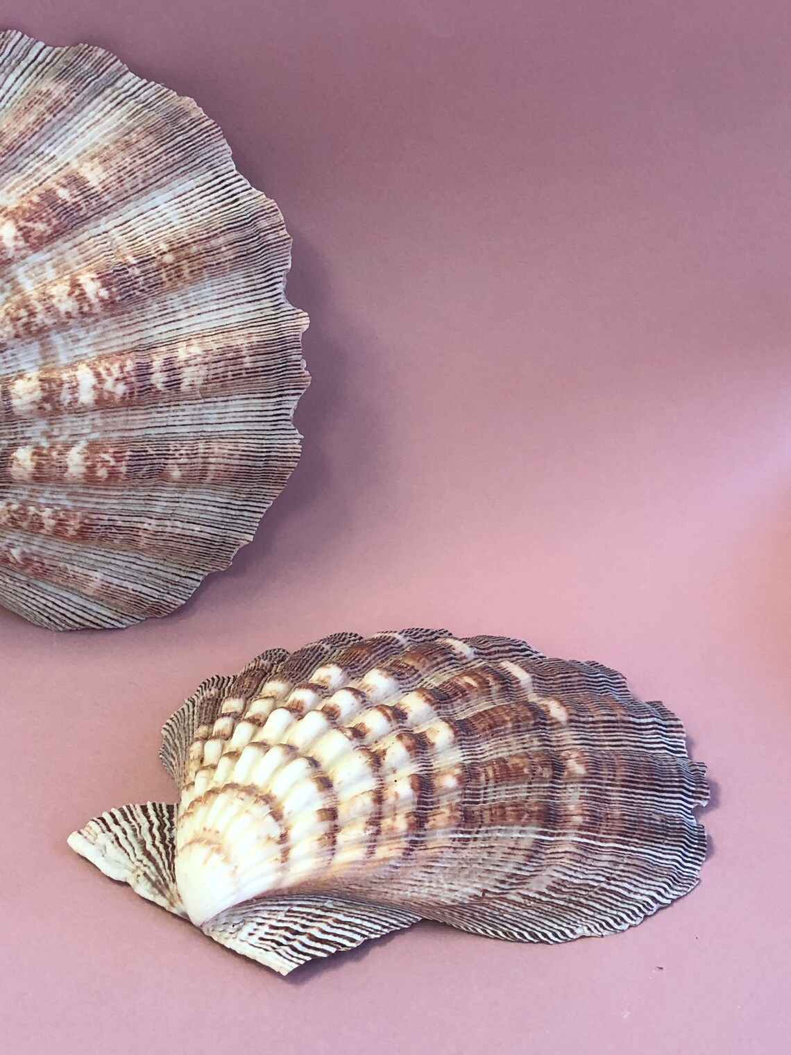 Lion's Paw Shell Free Shipping 12pc box | Etsy