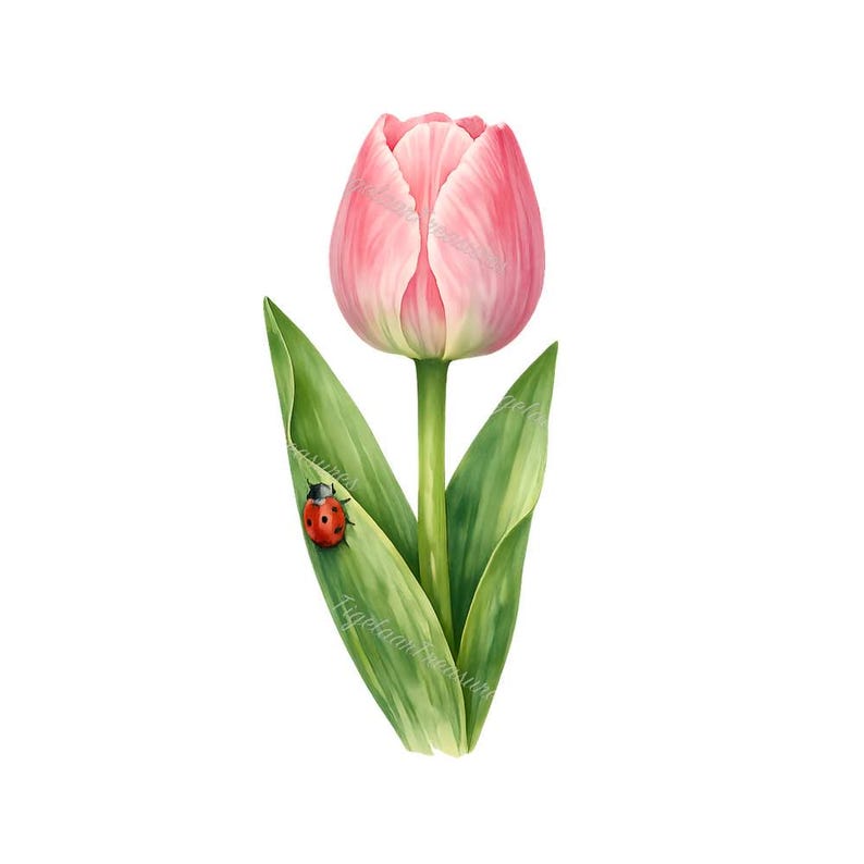 20 Tulip Clipart – Vibrant Watercolor Blooms, Greeting Cards ...