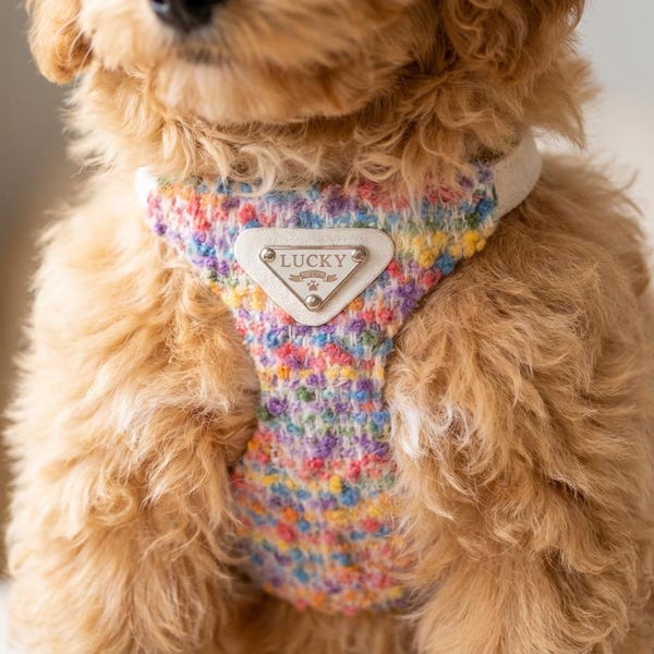 Corgi Harness and Leash - Etsy