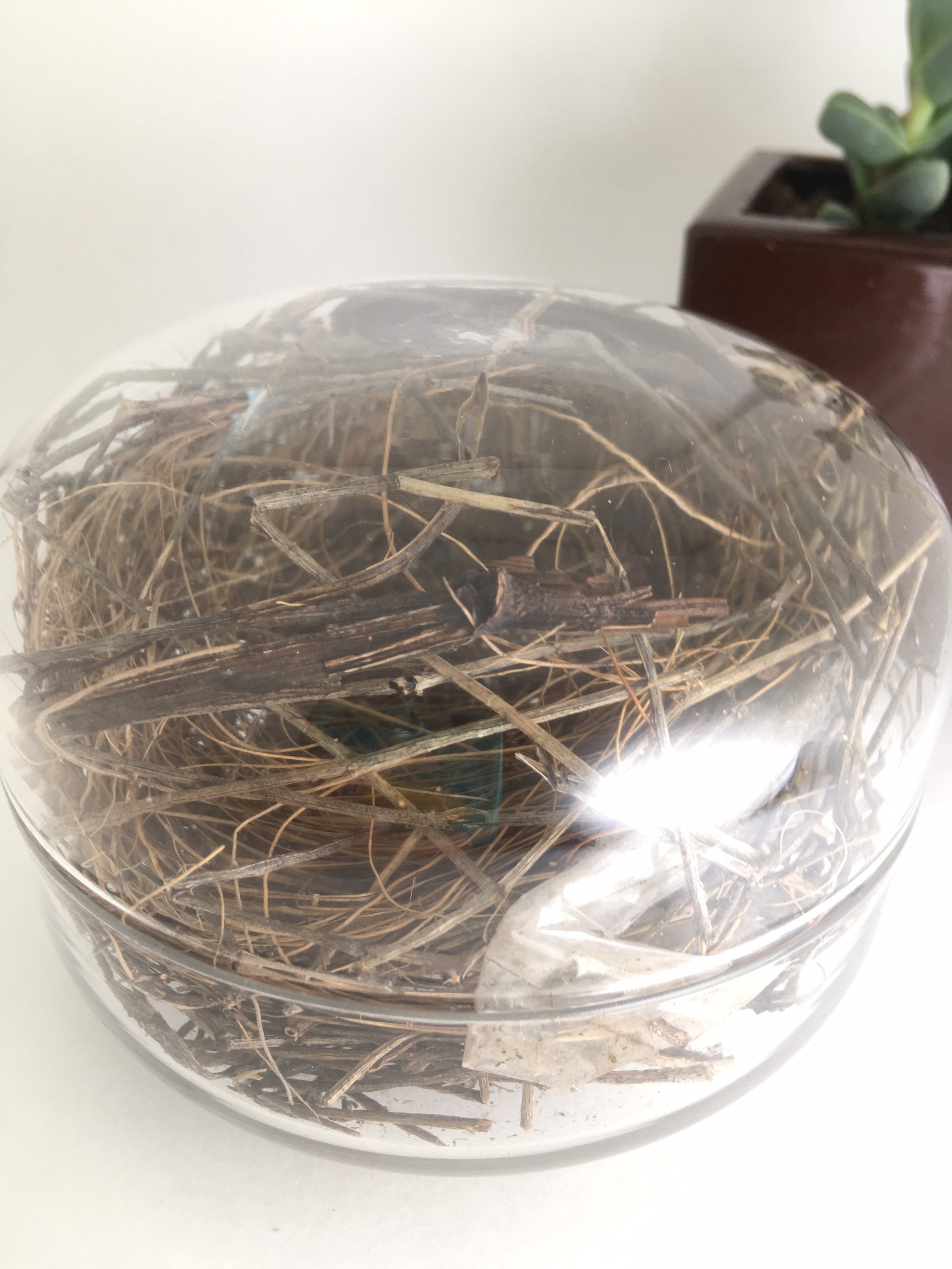 Real Birds Nests for Display rescued fully Enclosed - Etsy