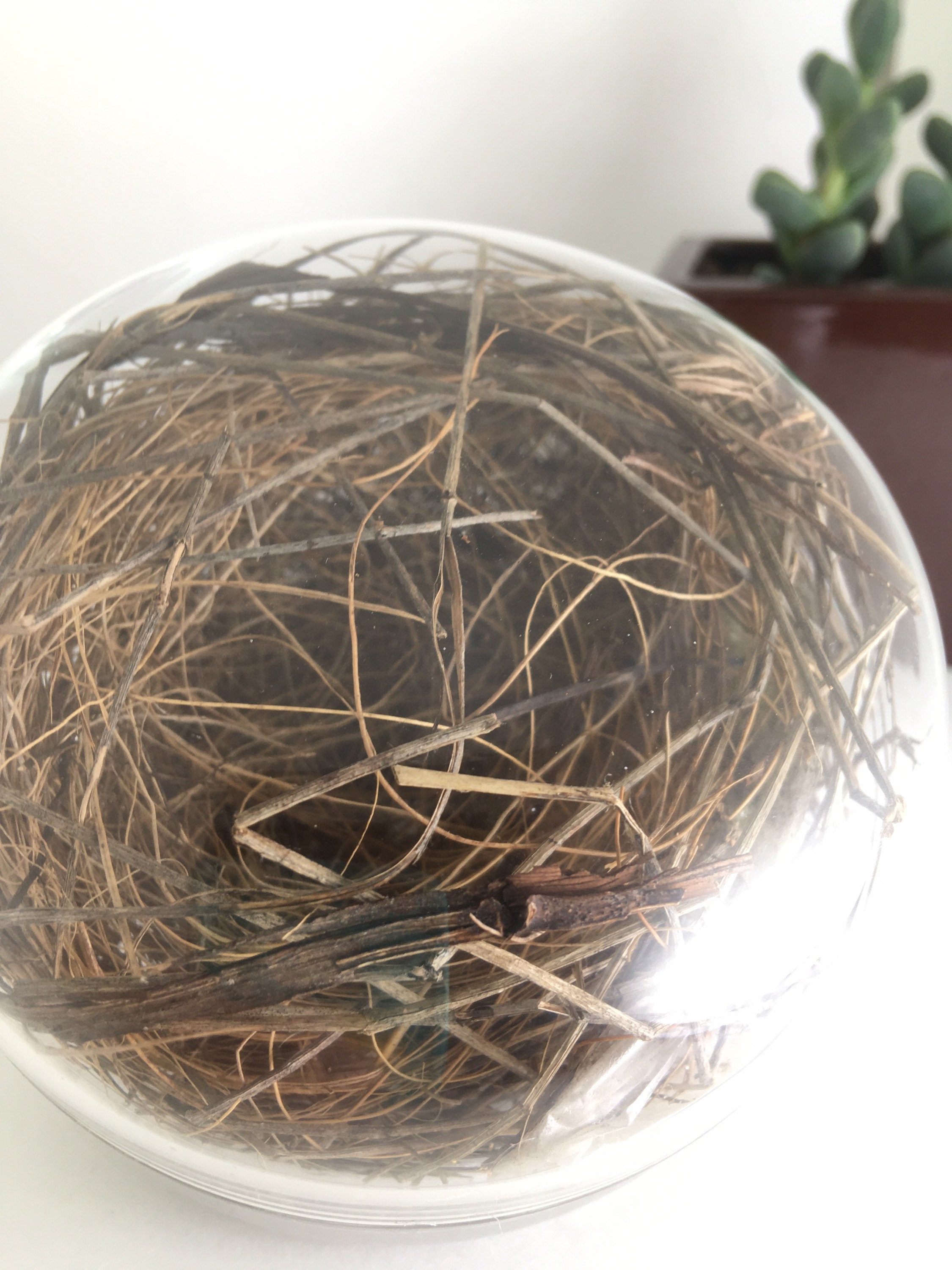 Real Birds Nests for Display rescued fully Enclosed - Etsy