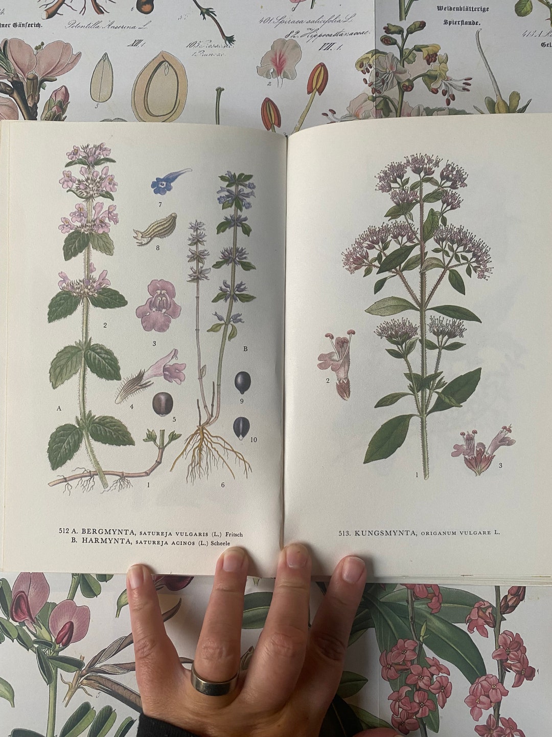 Nordens Flora Vintage Botanical Book Vol 8 - Etsy