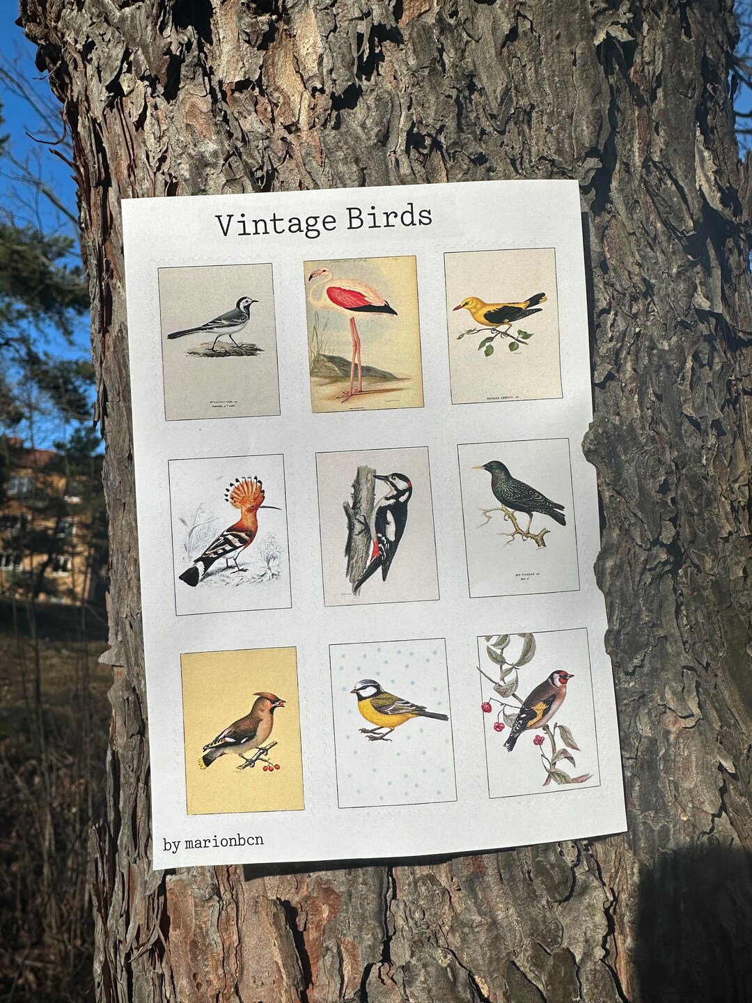 Vintage Birds Sticker Sheet - Etsy