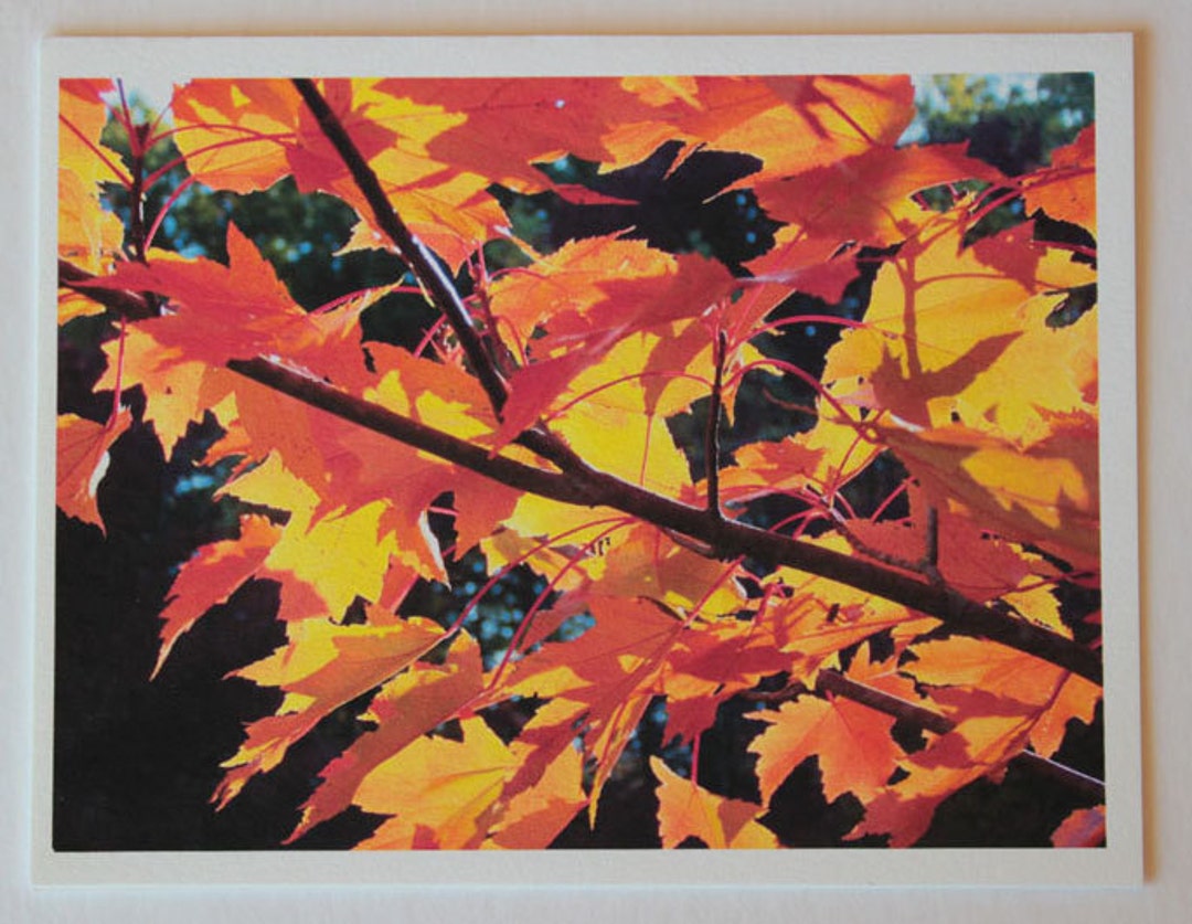 1 Abstract in Orange Fine Art Note Card, Blank Greeting Card, Trees ...