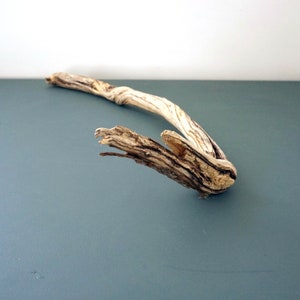 Driftwood Stick Burled Wood Sea Worn Sun Bleached Beach Find Long ...